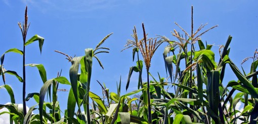 Milpa: Técnica de siembra ancestral – Radio Nacional